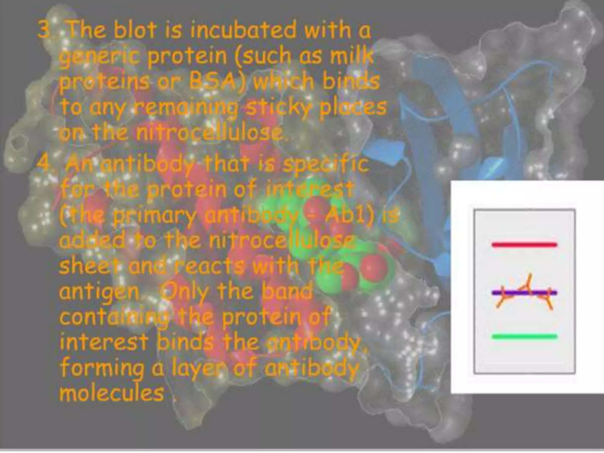 Northern, southern and western blotting | PPTX