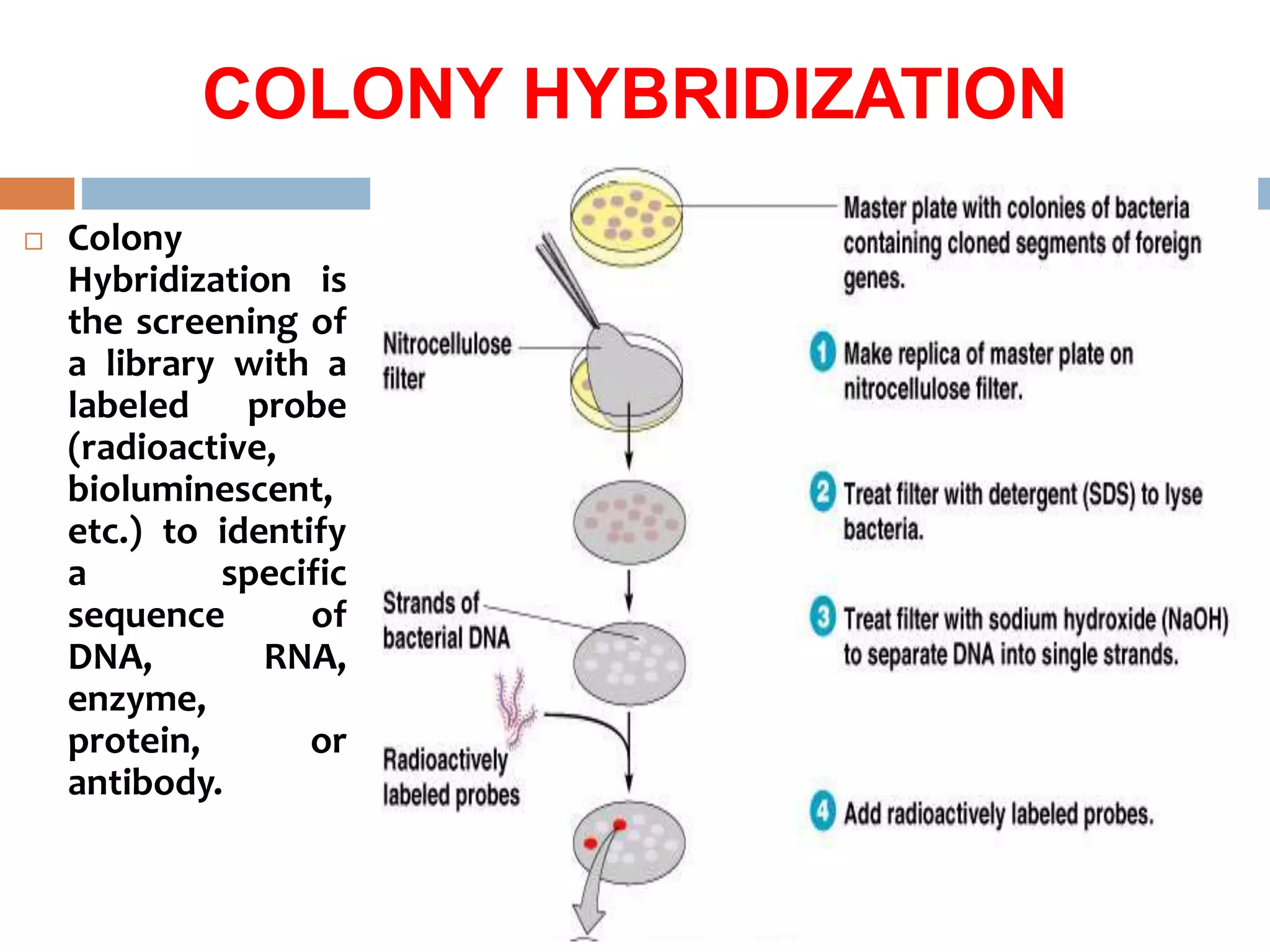 Northern, southern and western blotting | PPTX