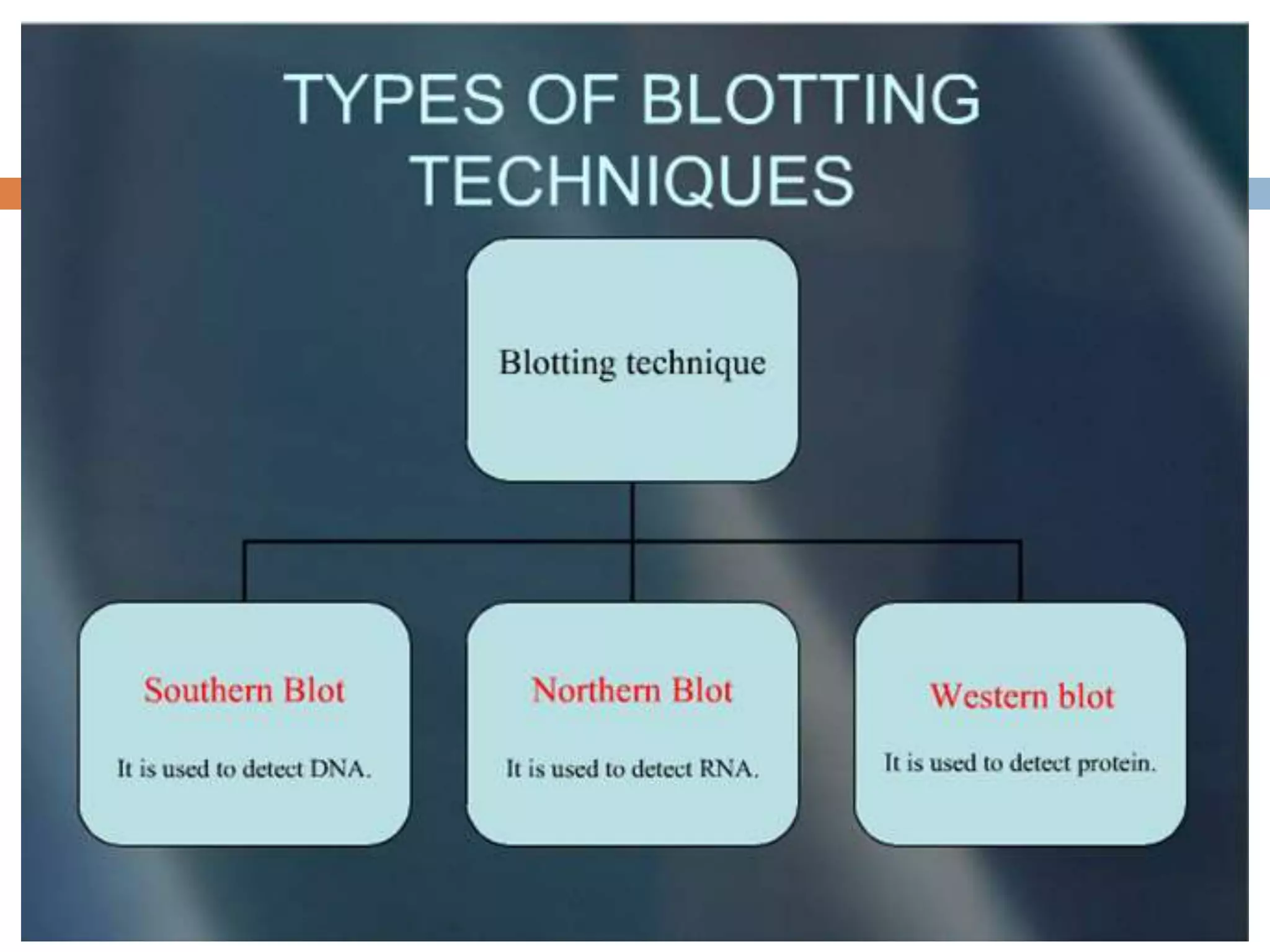 Northern, southern and western blotting | PPTX