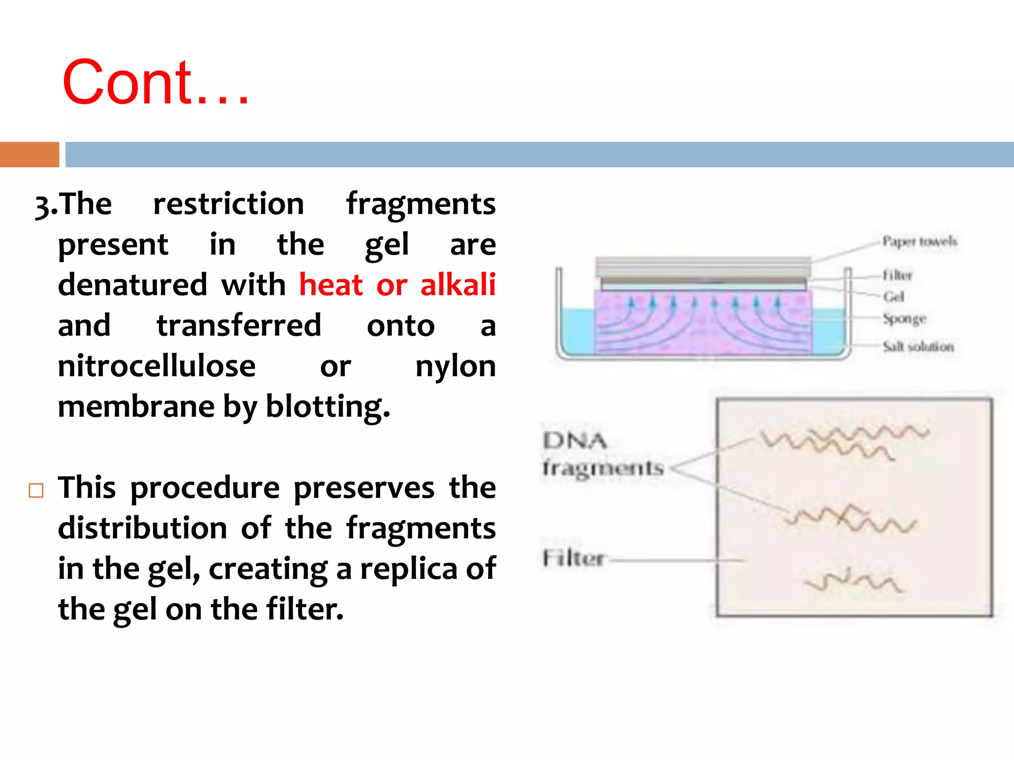 Northern, southern and western blotting | PPTX