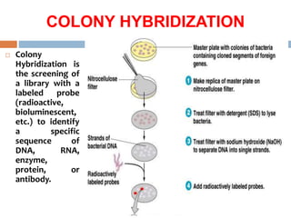 Northern, southern and western blotting | PPTX