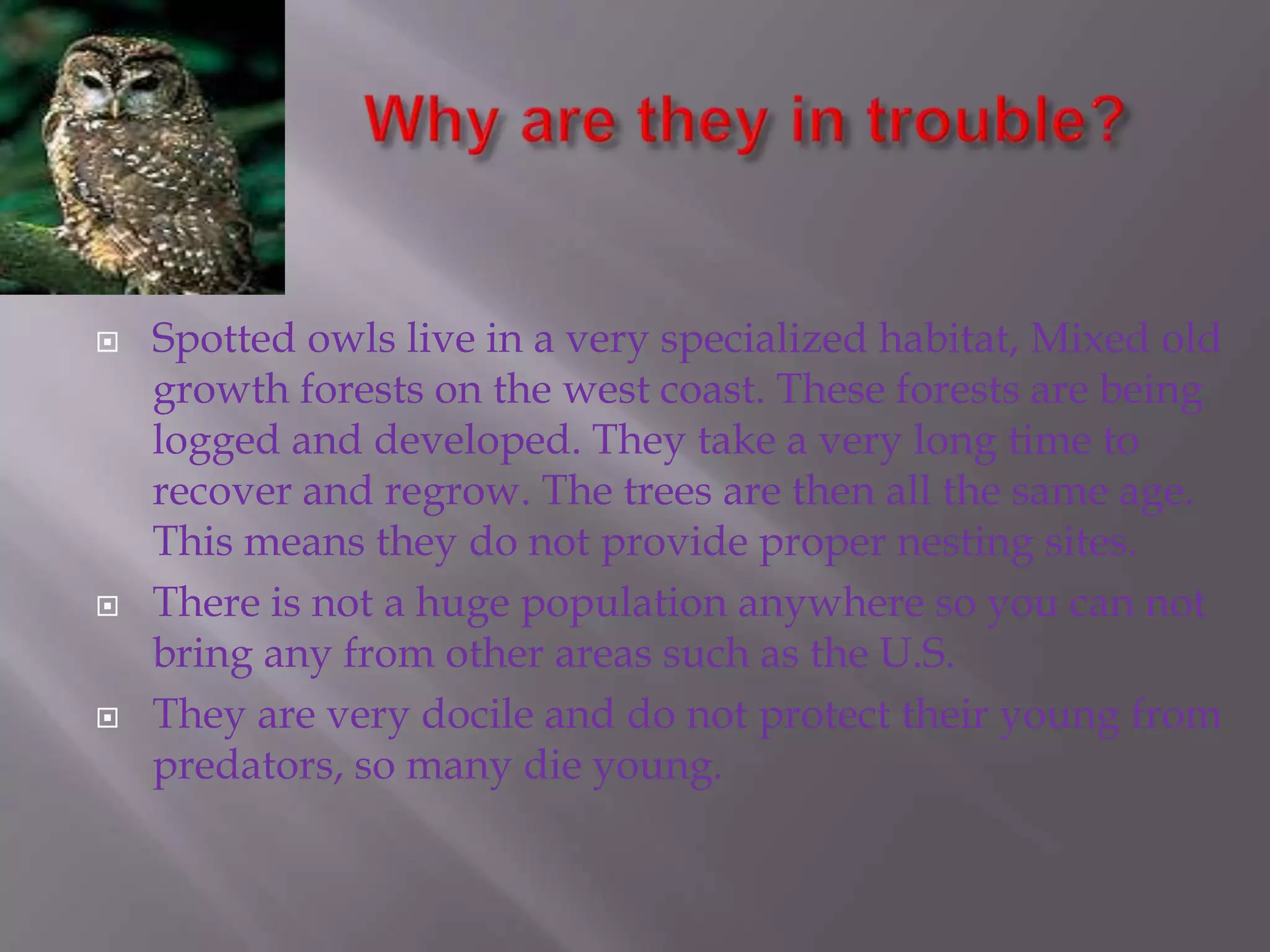 Northern spotted owl | PPTX