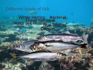 Norway Pelagic | PPTX