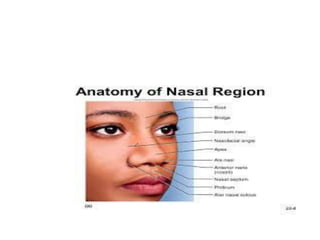 Nose | PPT