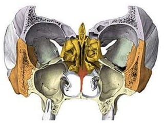 Nose-1 (Muhadharaty). | PPT