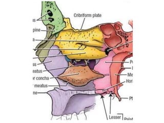 Nose-1 (Muhadharaty). | PPT