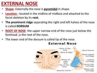 Nose | PPTX