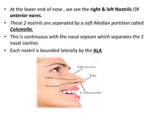 Nose | PPTX