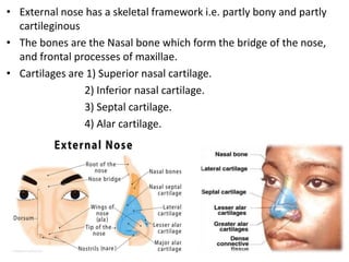Nose | PPTX