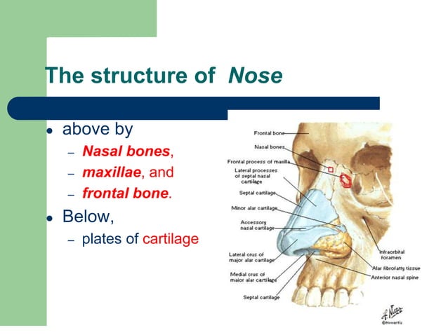Nose.pptx