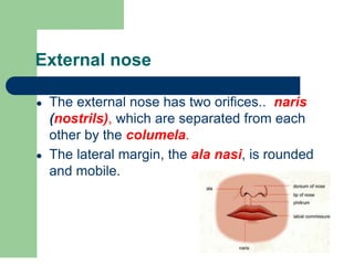 Nose.pptx