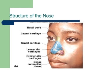 Nose.pptx