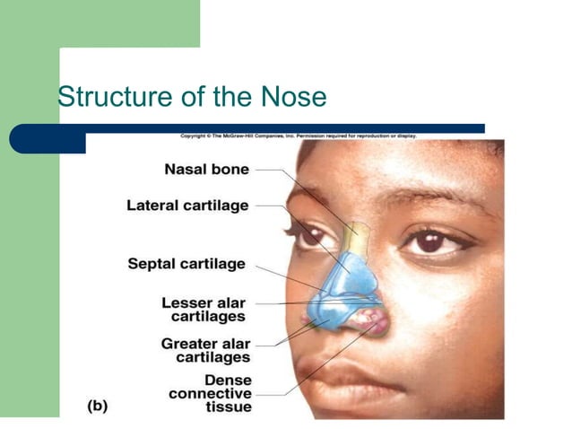 Nose.pptx