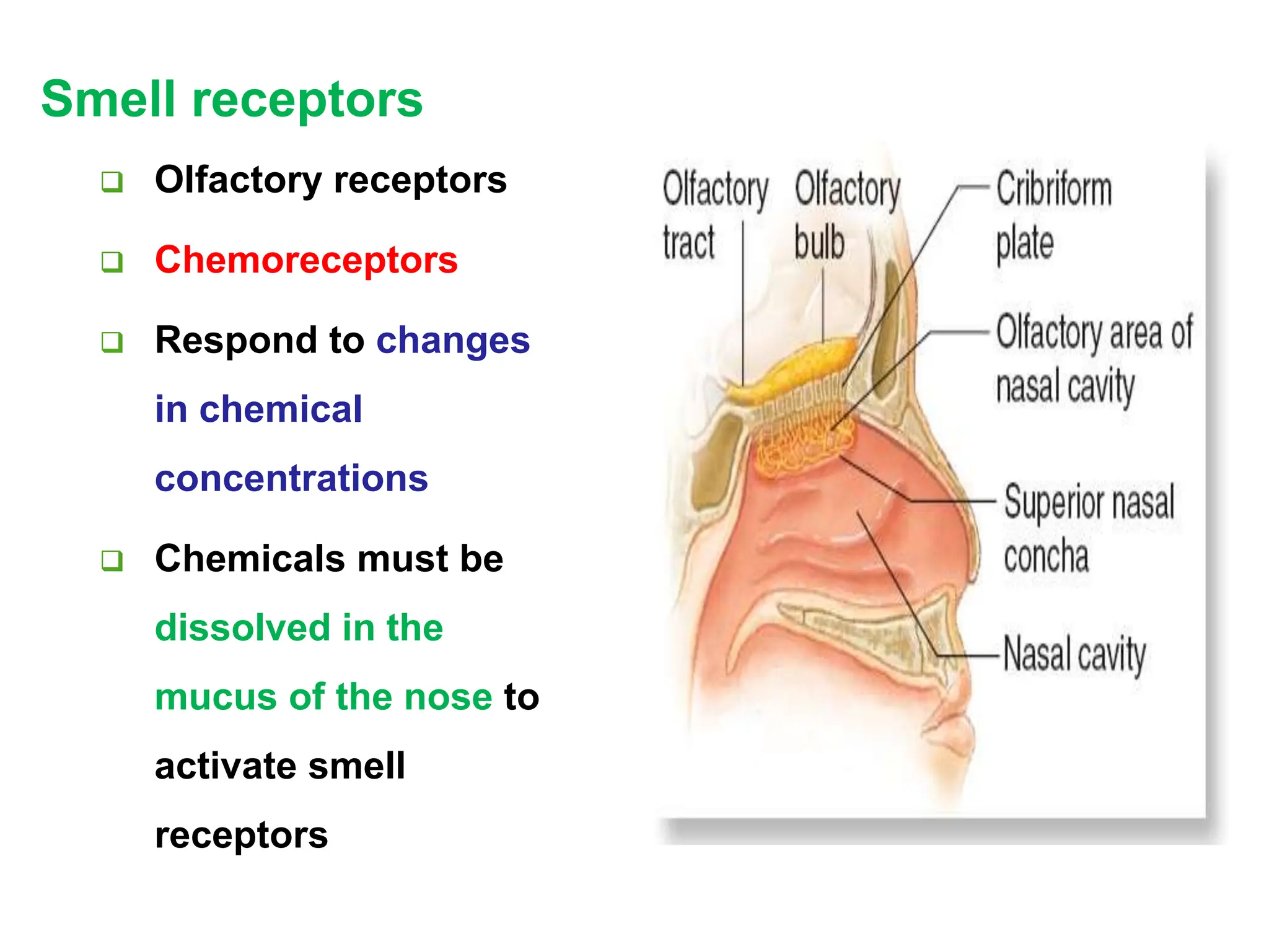 Sense Organ - Nose - Anatomy of Nose & Physiology of Olfaction | PPT