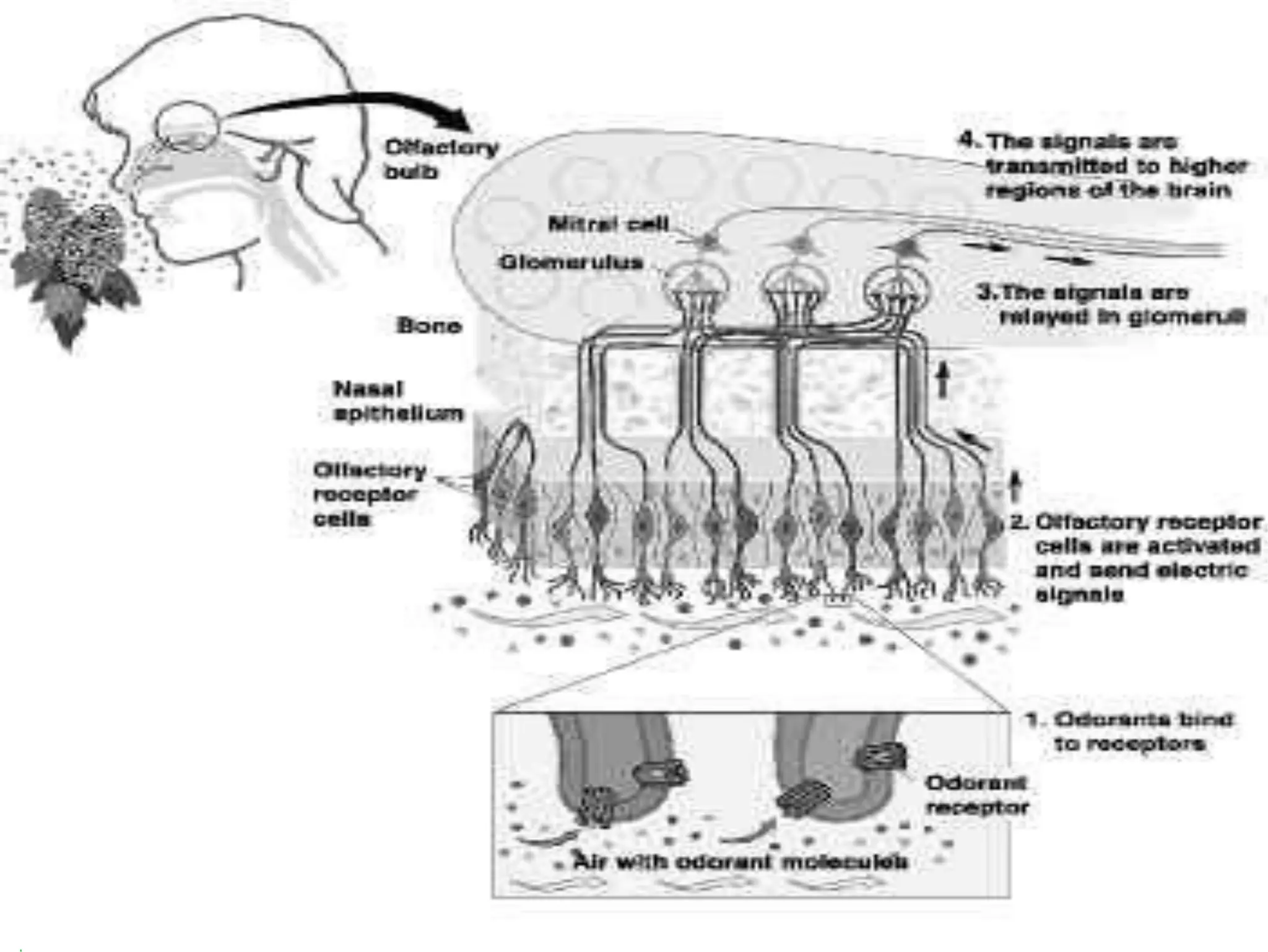 Sense Organ - Nose - Anatomy of Nose & Physiology of Olfaction | PPT ...