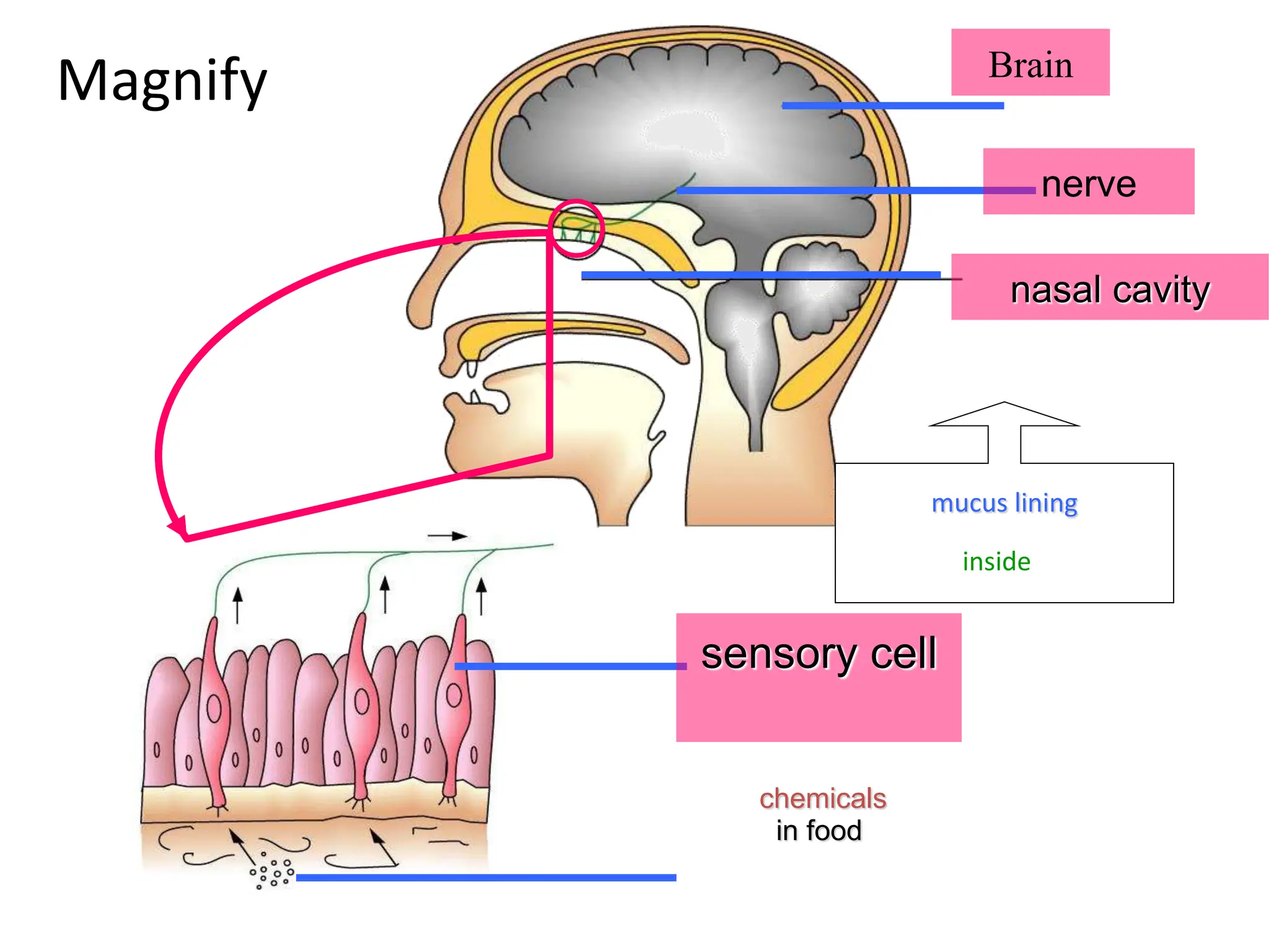 Sense Organ - Nose - Anatomy of Nose & Physiology of Olfaction | PPT
