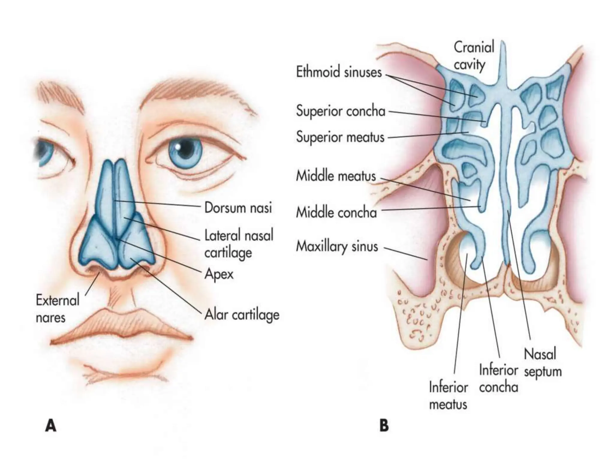 Sense Organ - Nose - Anatomy of Nose & Physiology of Olfaction | PPT