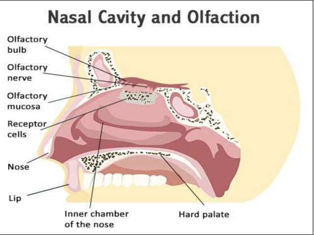 Sense Organ - Nose - Anatomy of Nose & Physiology of Olfaction | PPT ...