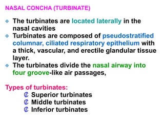 Sense Organ - Nose - Anatomy of Nose & Physiology of Olfaction | PPT ...