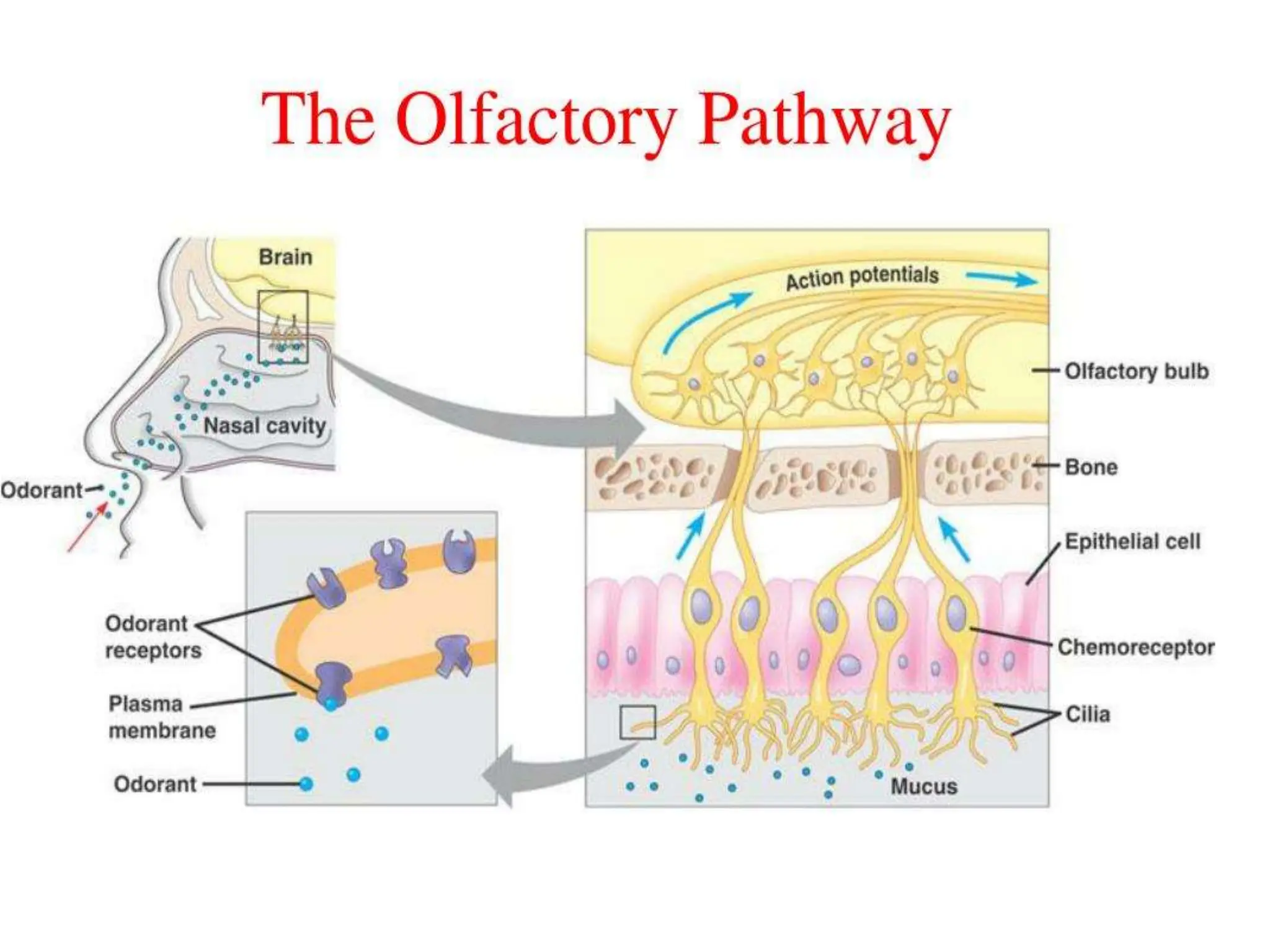 Nose anatomy & physiology sensory system | PDF
