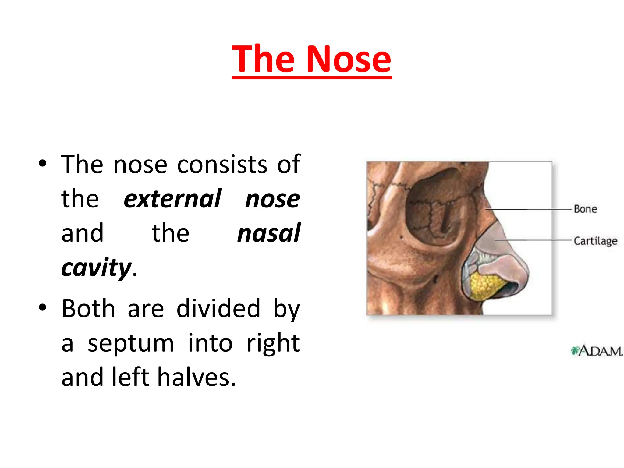 Nose anatomy & physiology sensory system | PDF