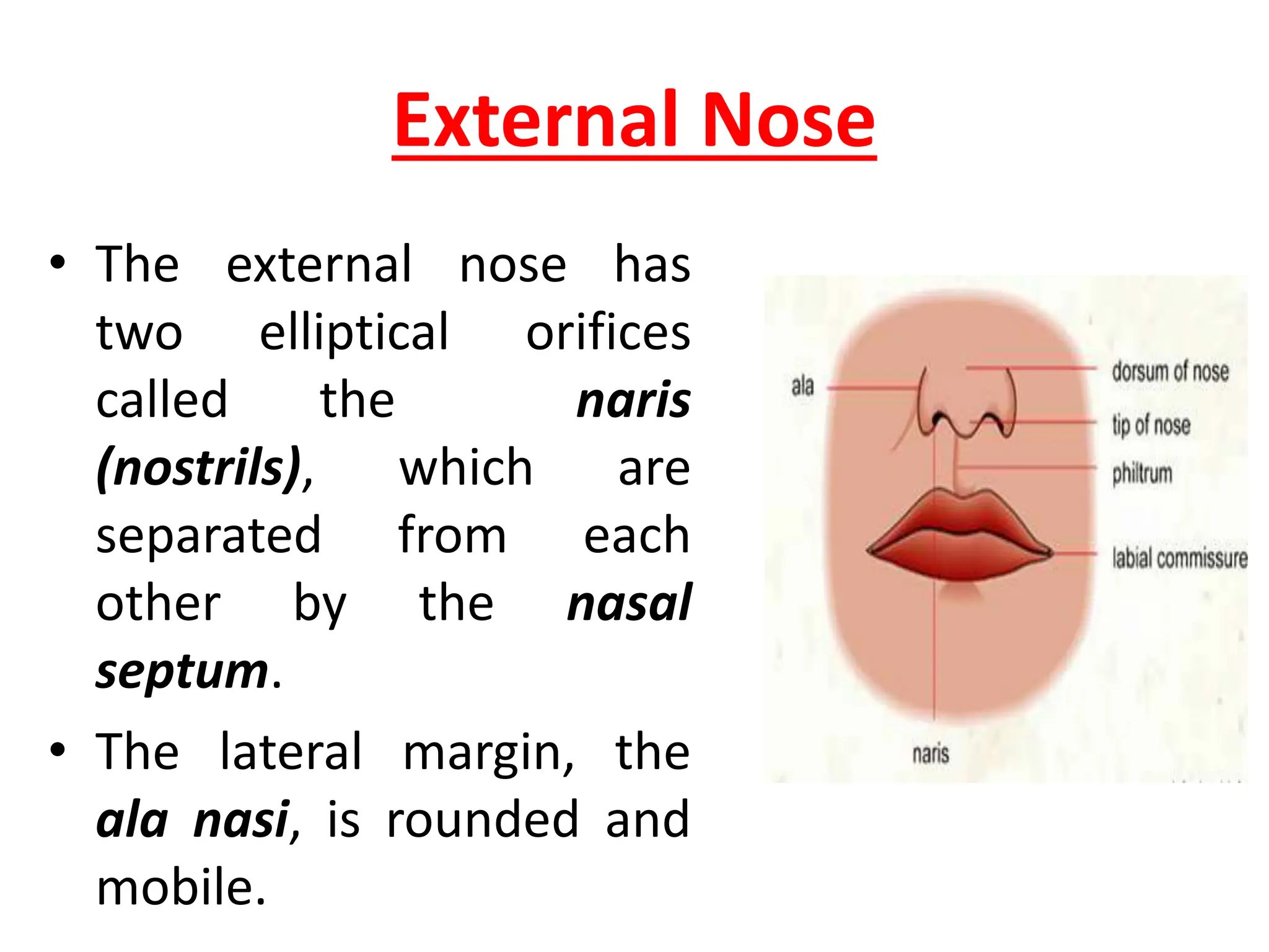 Nose anatomy & physiology sensory system | PDF