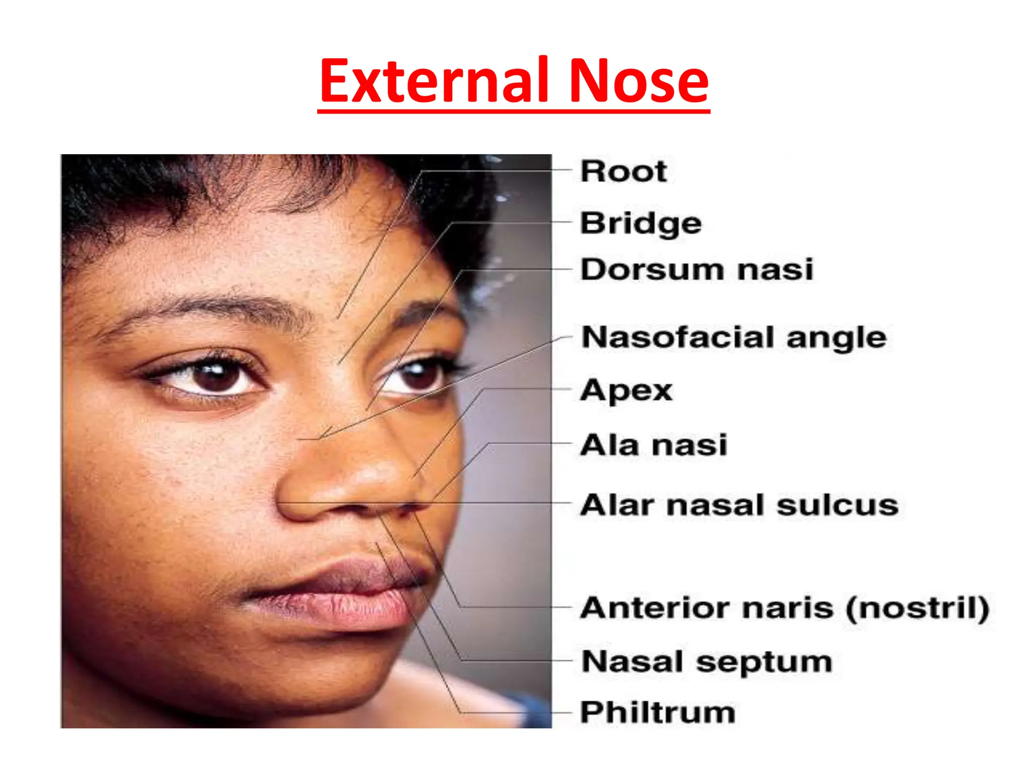 Nose anatomy & physiology sensory system | PDF