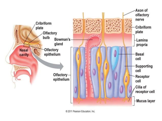 Nose anatomy & physiology sensory system | PDF