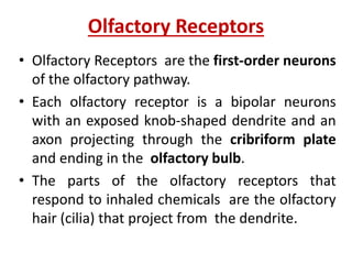 Nose anatomy & physiology sensory system | PDF