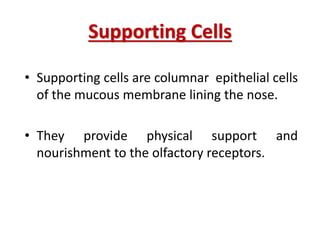 Nose anatomy & physiology sensory system | PDF