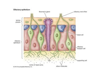 Nose anatomy & physiology sensory system | PDF