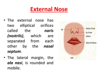 Nose anatomy & physiology sensory system | PDF