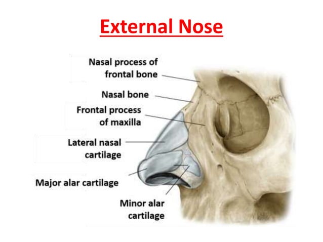 Nose anatomy & physiology sensory system | PDF