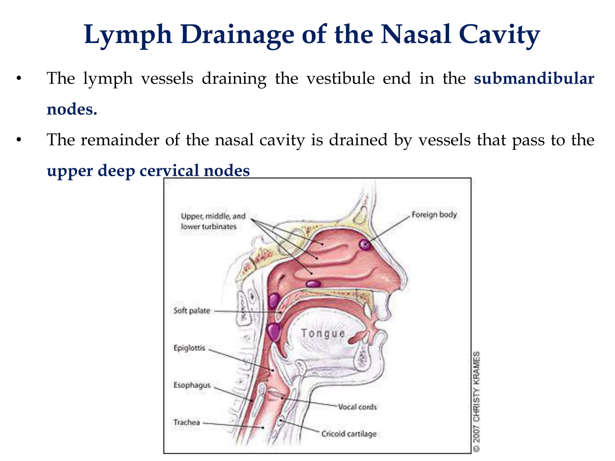 anatomy and physiology of Nose and its disorders | PPTX