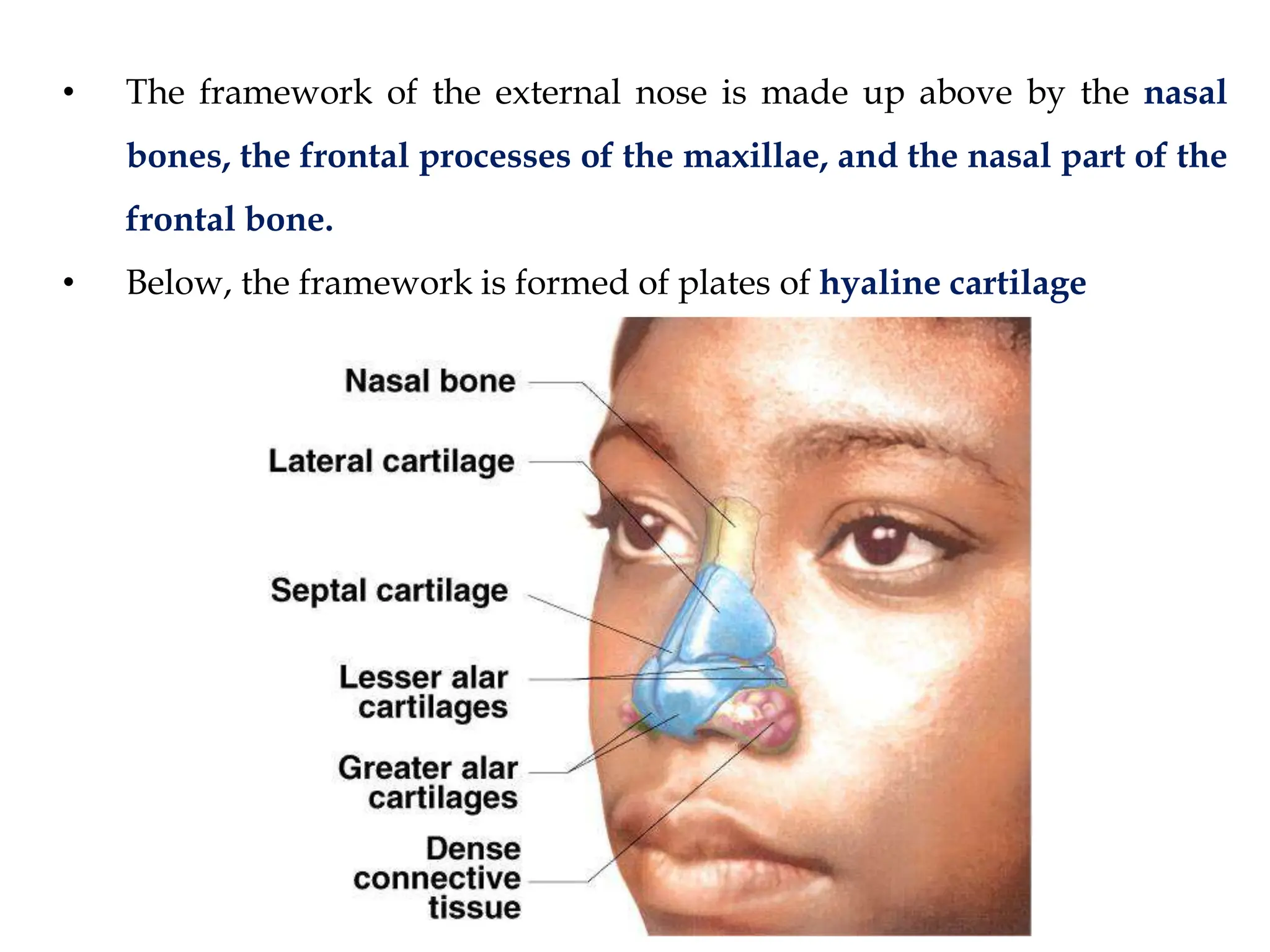 anatomy and physiology of Nose and its disorders | PPTX