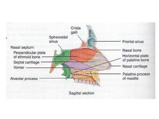anatomy and physiology of Nose and its disorders | PPTX