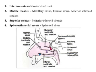 anatomy and physiology of Nose and its disorders | PPT