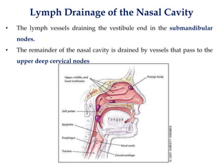 anatomy and physiology of Nose and its disorders | PPTX