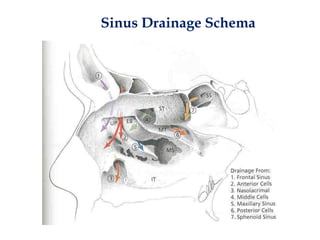 anatomy and physiology of Nose and its disorders | PPT