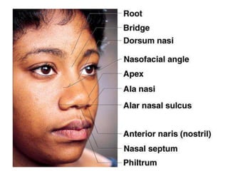 anatomy and physiology of Nose and its disorders | PPT