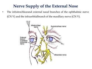 anatomy and physiology of Nose and its disorders | PPTX