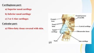 NOSE anatomy and physiology.pdf@_0000001 | PDF