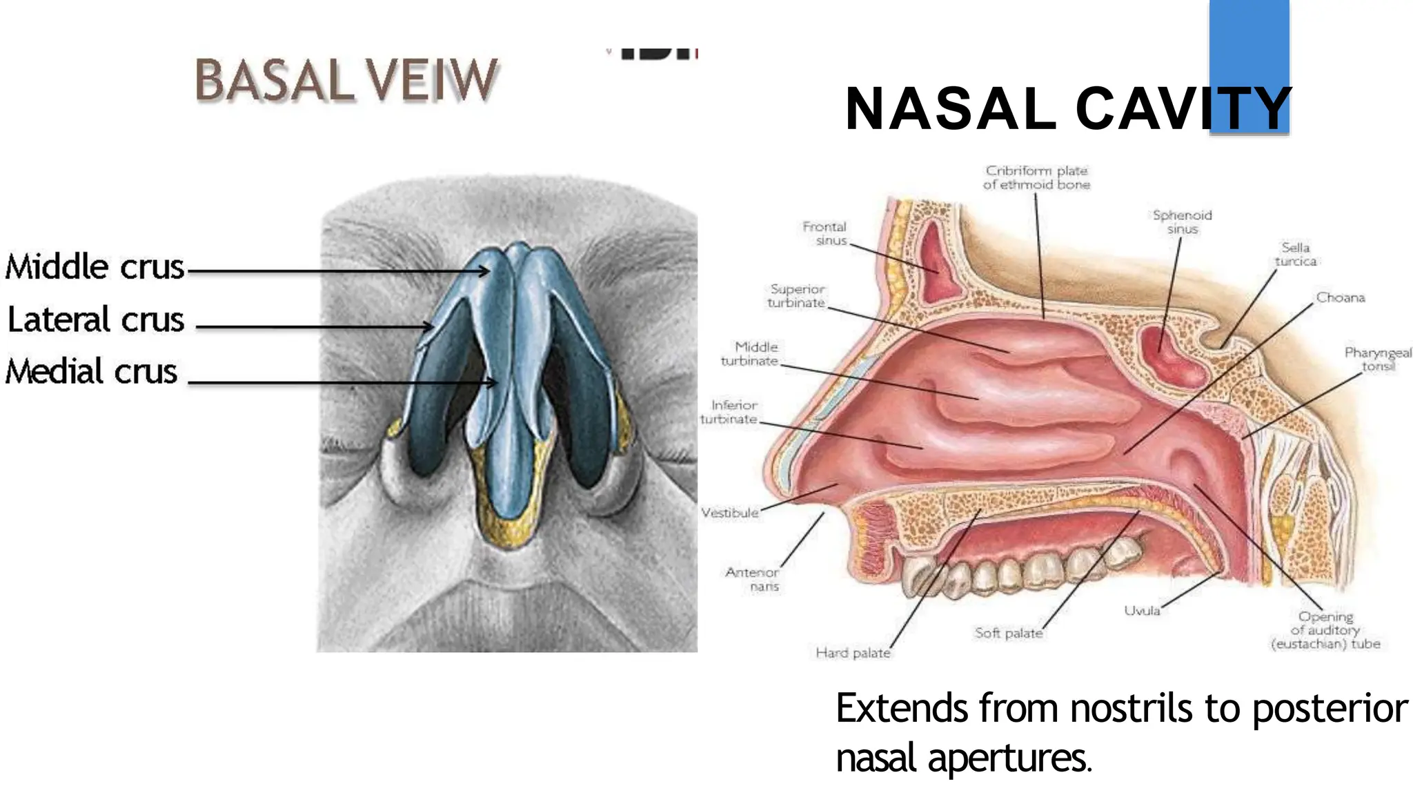 Nose-Nasal Cavity & Paranasal Sinuses BY Dr.Rabia Inam Gandapore.pptx | Free Download