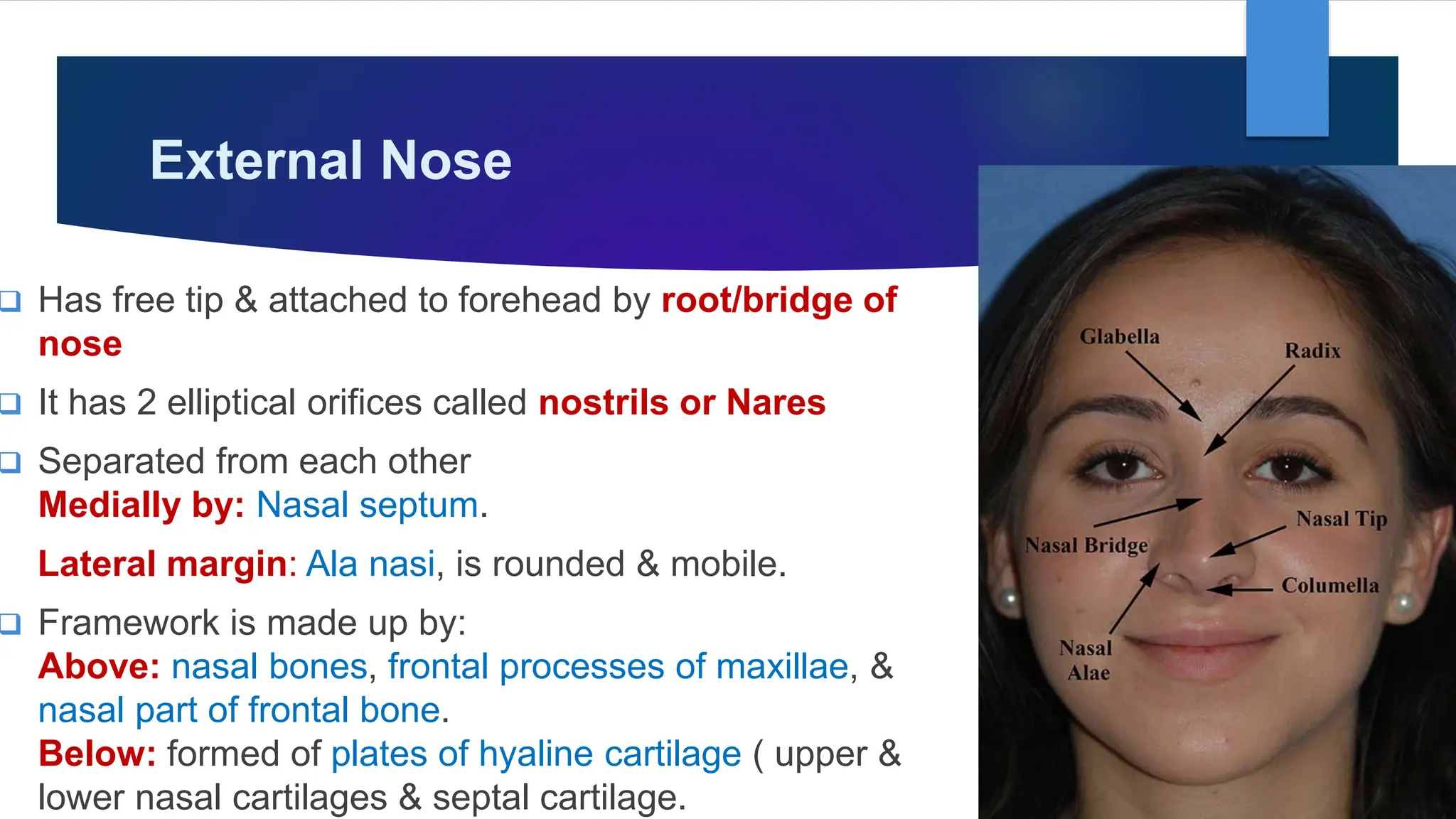 Nose-Nasal Cavity & Paranasal Sinuses BY Dr.Rabia Inam Gandapore.pptx