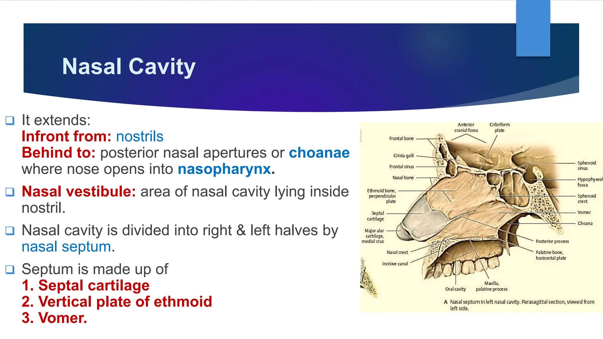Nose-Nasal Cavity & Paranasal Sinuses BY Dr.Rabia Inam Gandapore.pptx