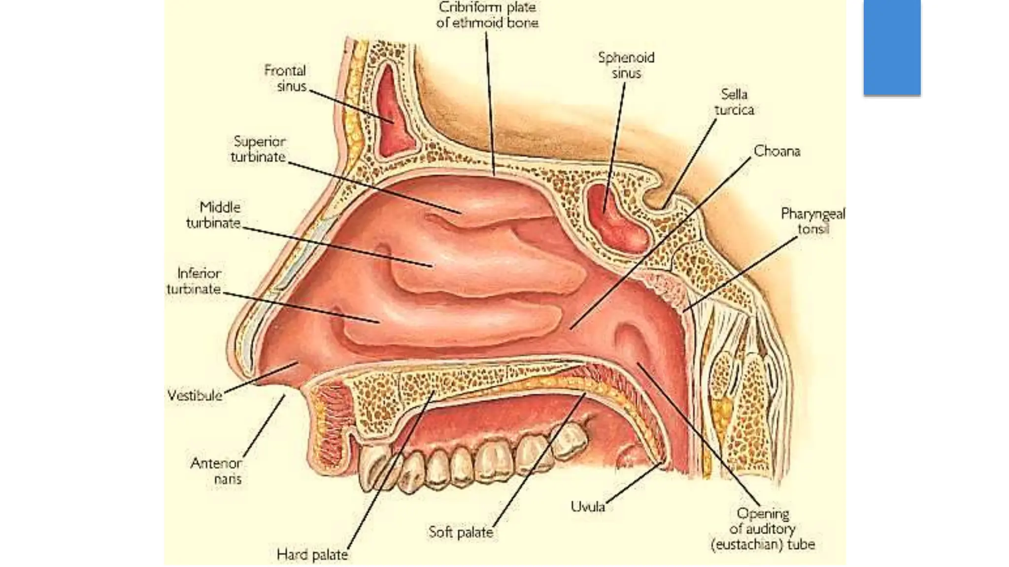 Nose-Nasal Cavity & Paranasal Sinuses BY Dr.Rabia Inam Gandapore.pptx