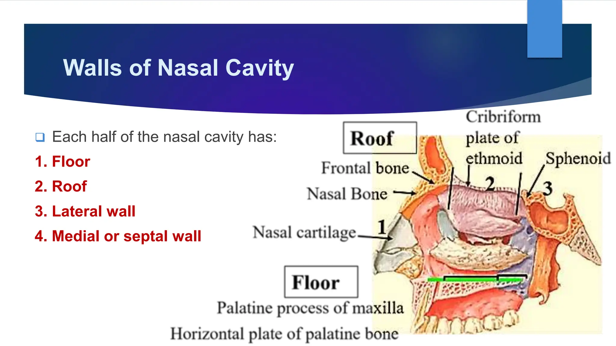 Nose-Nasal Cavity & Paranasal Sinuses BY Dr.Rabia Inam Gandapore.pptx