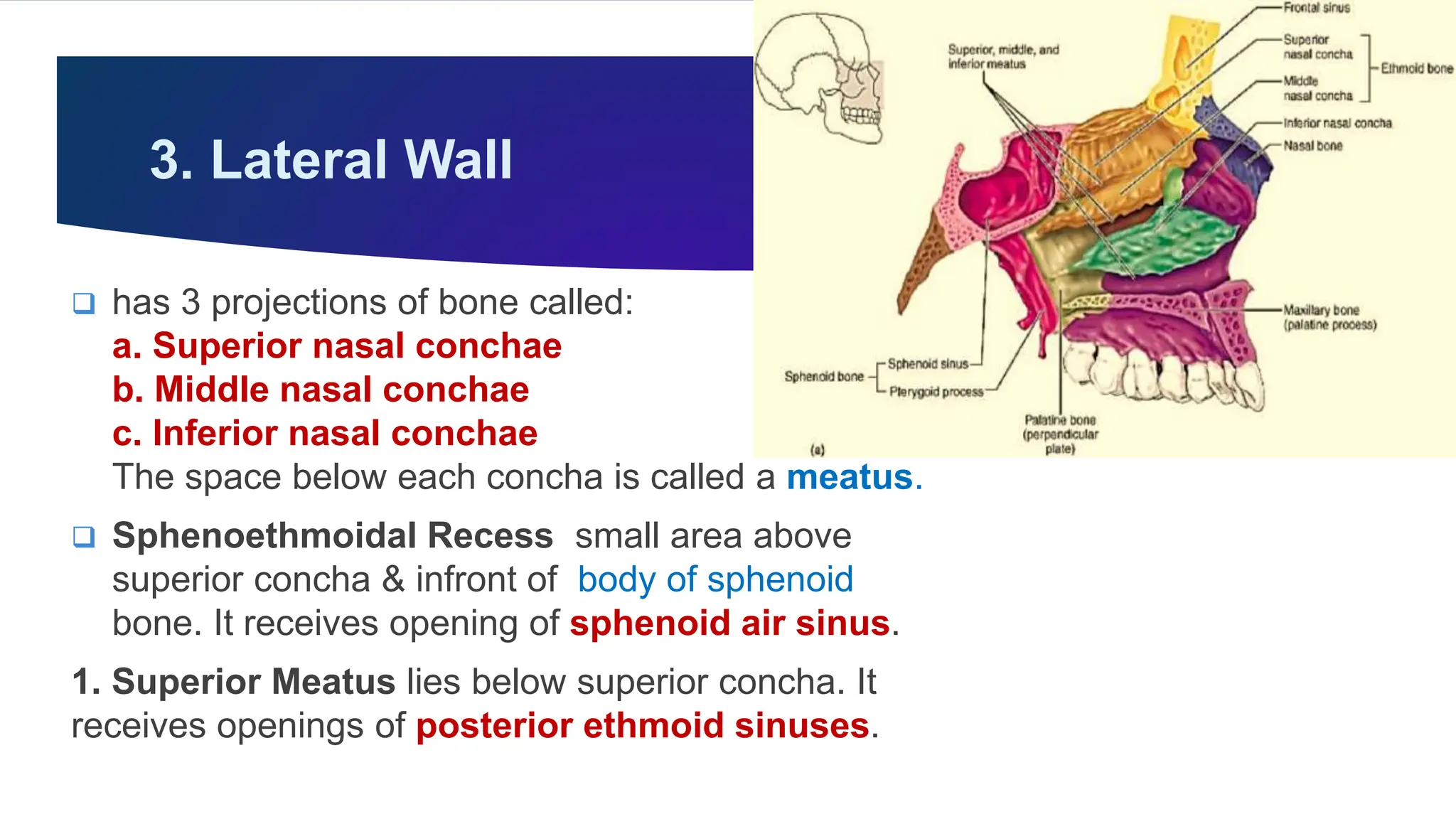 Nose-Nasal Cavity & Paranasal Sinuses BY Dr.Rabia Inam Gandapore.pptx