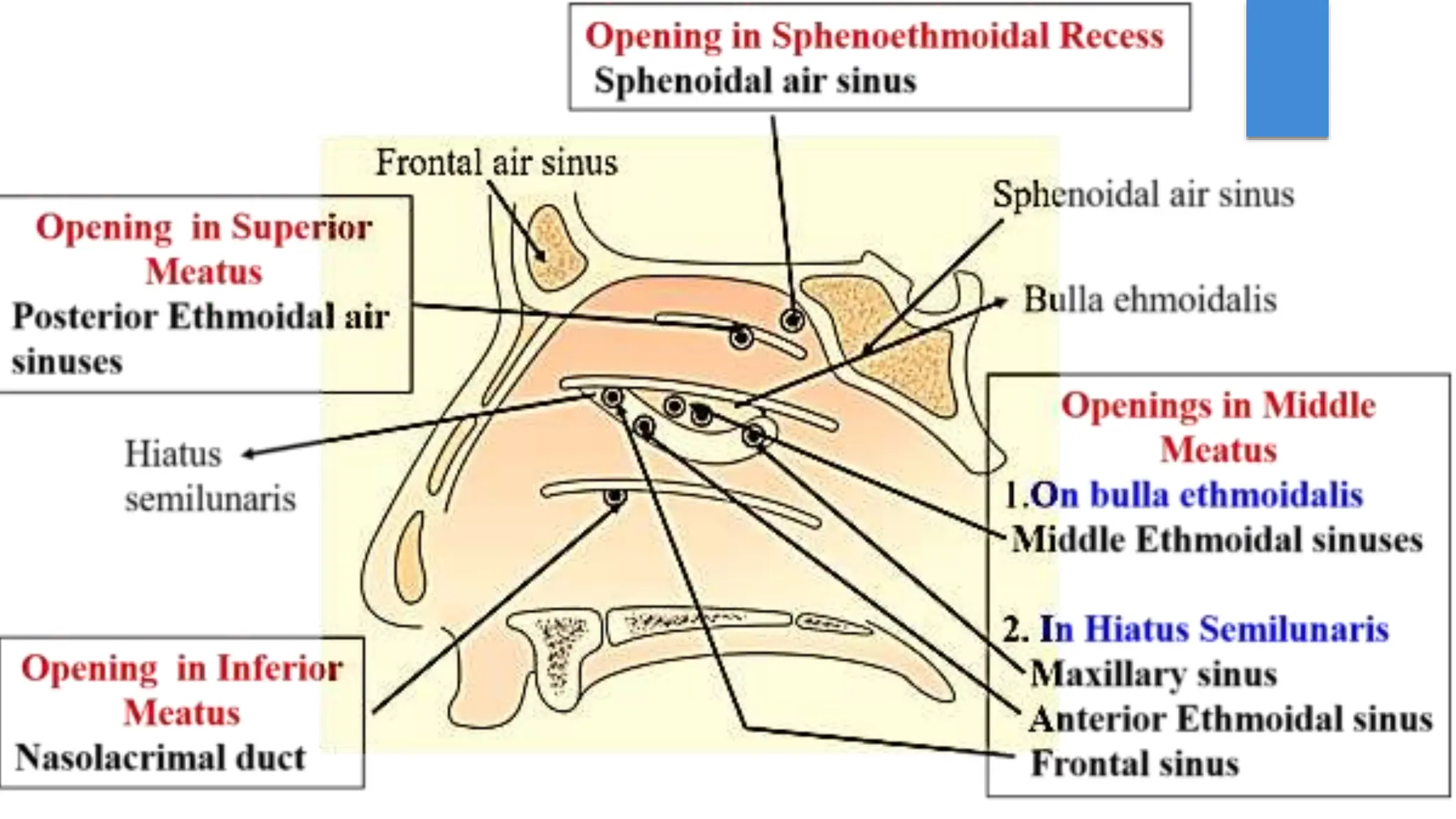 Nose-Nasal Cavity & Paranasal Sinuses BY Dr.Rabia Inam Gandapore.pptx
