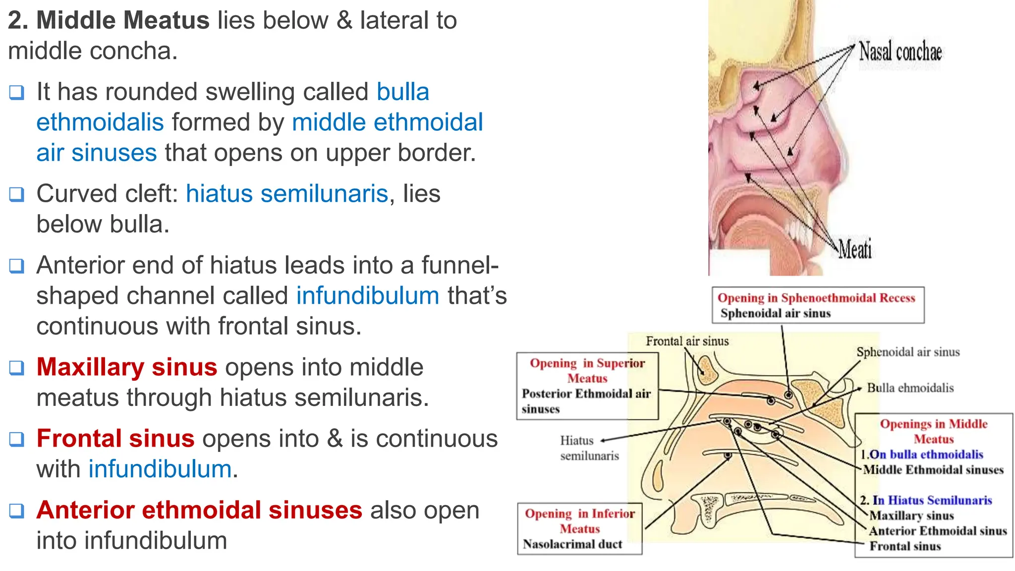 Nose-Nasal Cavity & Paranasal Sinuses BY Dr.Rabia Inam Gandapore.pptx
